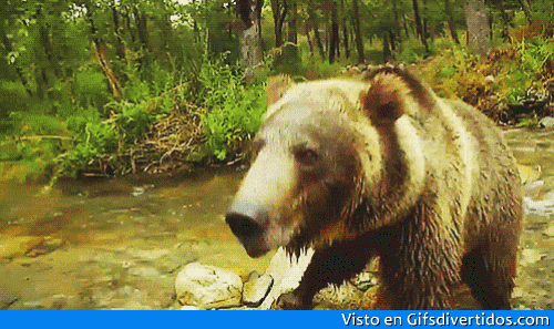 Oso GIF - Find & Share on GIPHY