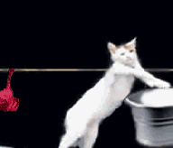 Cat GIF - Find & Share on GIPHY