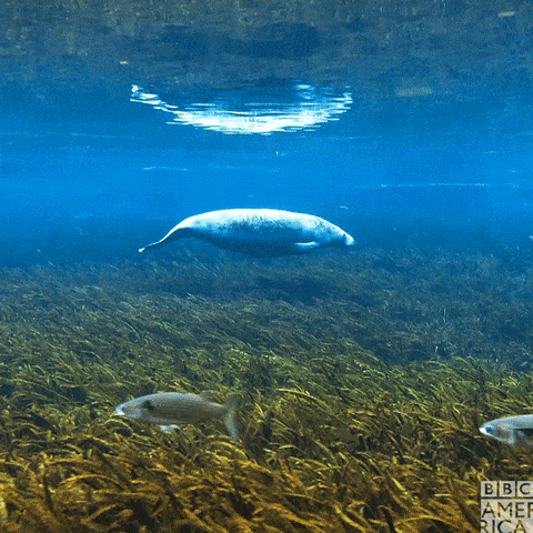 Manatee GIFs - Find & Share on GIPHY