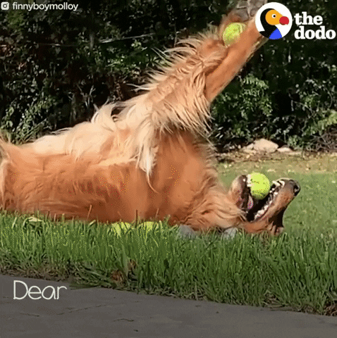 Dogs Rescues GIF by The Dodo - Find & Share on GIPHY
