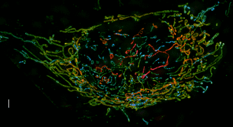 Cell GIF - Find & Share on GIPHY