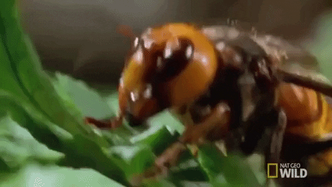 Hornet GIF by GIPHY News - Find & Share on GIPHY