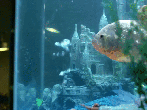 The Salmon Dance GIF by The Chemical Brothers - Find & Share on GIPHY
