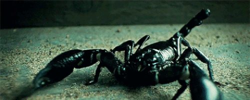 The Scorpions Tale GIFs - Find & Share on GIPHY