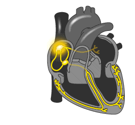 Human Biology Heart GIF - Find & Share on GIPHY