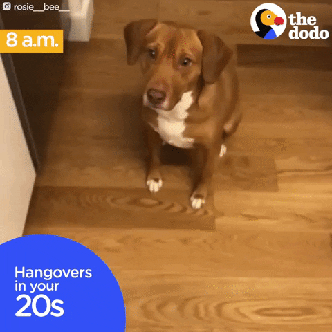 Dog GIF by The Dodo - Find & Share on GIPHY