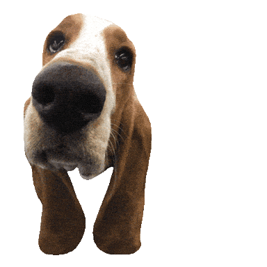 Basset Hound Nose Sticker for iOS & Android | GIPHY