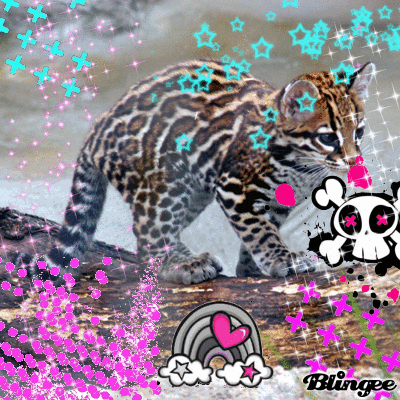 Ocelot GIFs - Find & Share on GIPHY