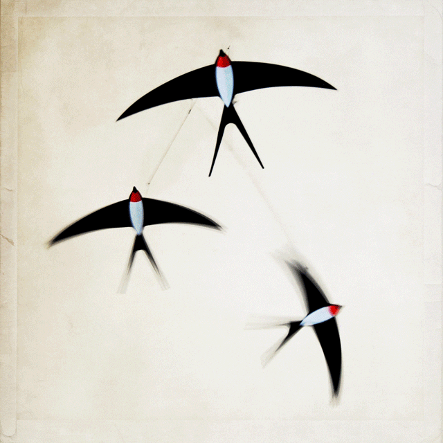 Bird GIF - Find & Share on GIPHY