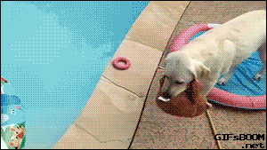 Dog Pool GIF - Find & Share on GIPHY