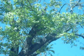 Trees GIF - Find & Share on GIPHY