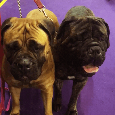 Dog Show GIF by Westminster Kennel Club - Find & Share on GIPHY