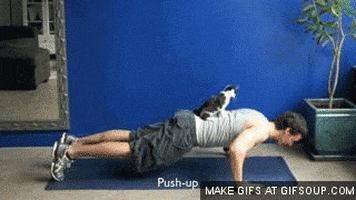 Cat Pushup GIFs - Find & Share on GIPHY