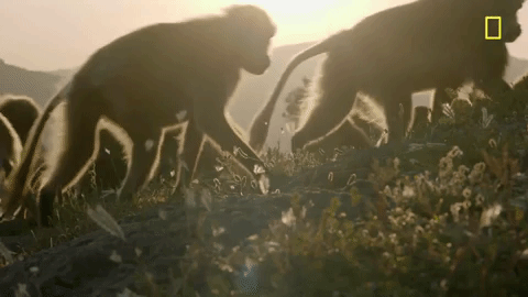 Nat Geo Mountain GIF by National Geographic Channel - Find & Share on GIPHY
