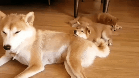 19 Proud Animal Moms To Share With Your Mother | Cuteness