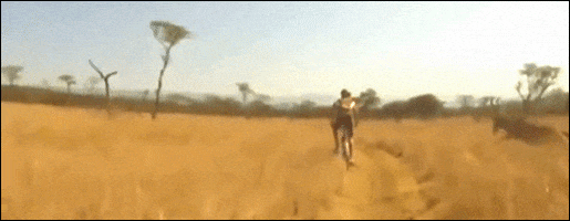 Africa GIF - Find & Share on GIPHY