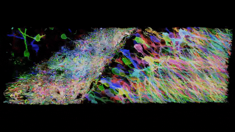 Biology Microscopy GIF by MIT - Find & Share on GIPHY