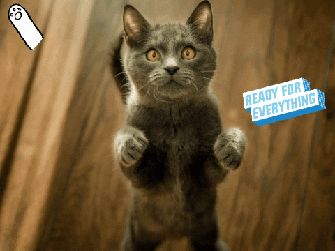 Crazy Cats Wow GIF by lexolino.de - Find & Share on GIPHY