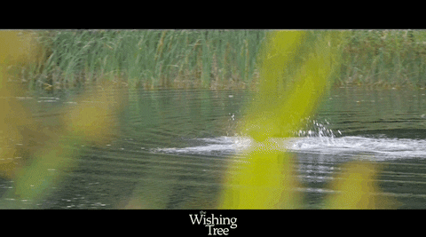 Northern Ontario Swimming GIF by Raven Banner Entertainment - Find ...