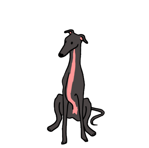 Dogs Greyhound Sticker by elgalgoazul for iOS & Android | GIPHY