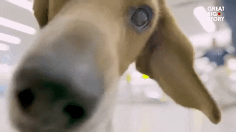 Pay Attention To Me Dog GIF by Great Big Story - Find & Share on GIPHY