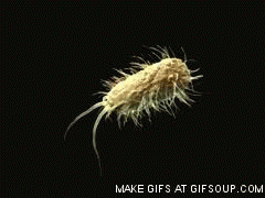 Bacteria GIF - Find & Share on GIPHY