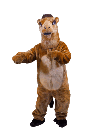 Camel Conncoll Sticker by Connecticut College for iOS & Android | GIPHY