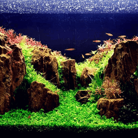 Invasive Species Fish GIF by AquariumMe - Find & Share on GIPHY
