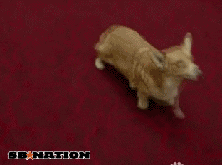 Dog Rolls Rolling GIF by SB Nation - Find & Share on GIPHY