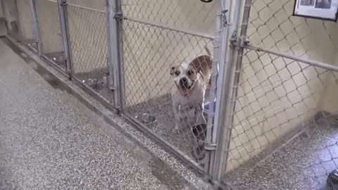 A Closer Look At the Humane Society of Tampa - NEWZROOM