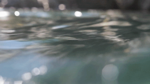 Rcr GIF by Tracksmith - Find & Share on GIPHY