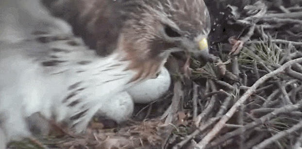 Hawks GIF - Find & Share on GIPHY