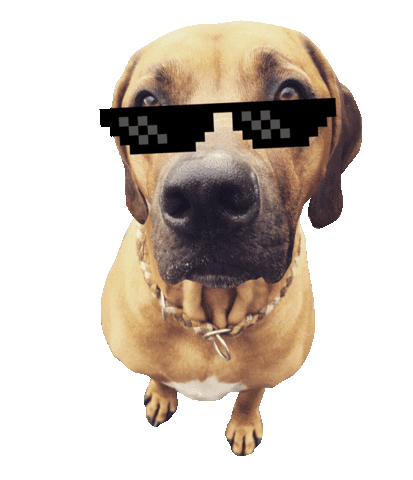 Dog Sunglasses Sticker by Tales&Tails for iOS & Android | GIPHY