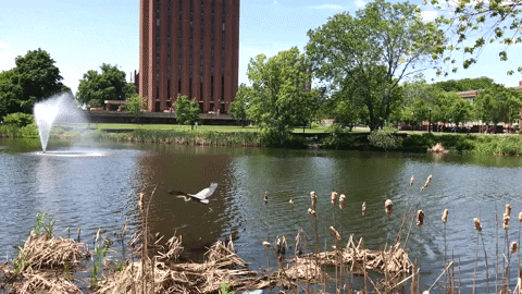 Heron Campus Pond GIF by UMass Amherst - Find & Share on GIPHY