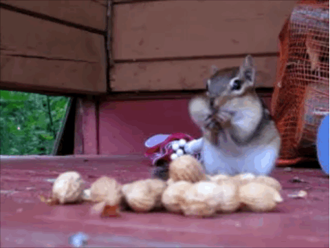 Chipmunk GIF - Find & Share on GIPHY