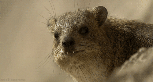 Africa Hyrax GIF by Cheezburger - Find & Share on GIPHY