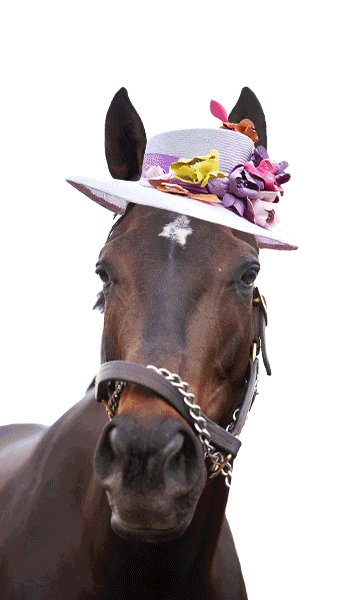 Big Hat Horse Sticker by Kentucky Derby for iOS & Android | GIPHY