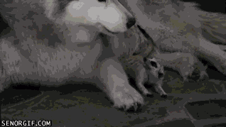 Dogs Chill GIF by Cheezburger - Find & Share on GIPHY