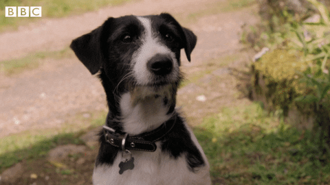 Bbc Two Dog GIF by BBC - Find & Share on GIPHY