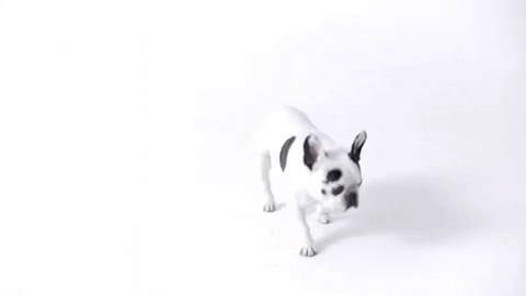 Oh Yeah Dog GIF by PC Music - Find & Share on GIPHY