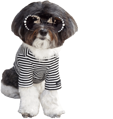 Dog Fashion Sticker for iOS & Android | GIPHY