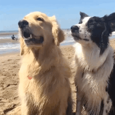 Dog GIF - Find & Share on GIPHY