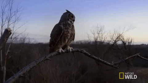Owl GIF by Nat Geo Wild - Find & Share on GIPHY