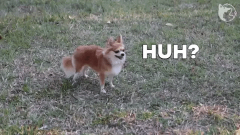 Chihuahua Dog Huh GIF by WoofWaggers - Find & Share on GIPHY