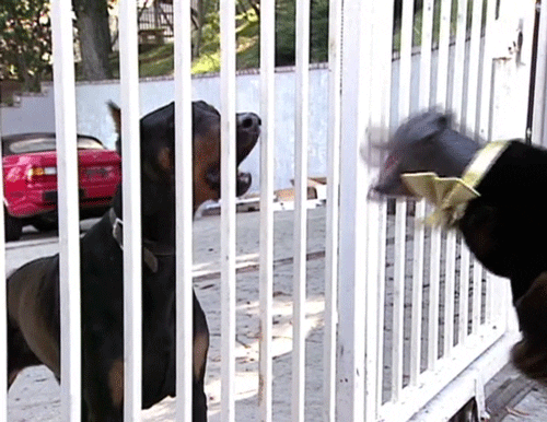Triumph The Insult Comic Dog Conan25 GIF by Team Coco - Find & Share on ...