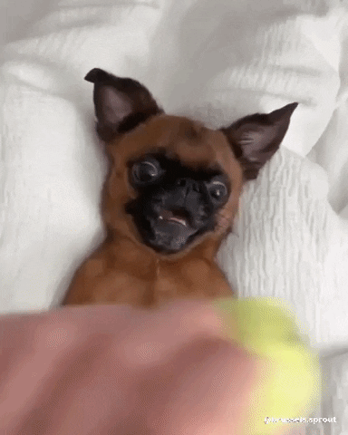 Happy Brussels Griffon GIF - Find & Share on GIPHY