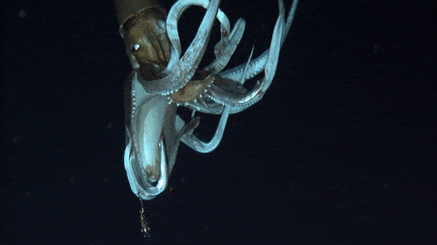 Squid GIF - Find & Share on GIPHY