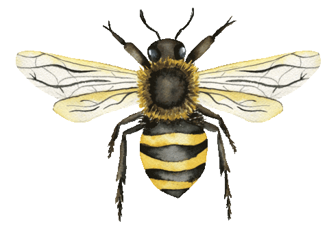 Honey Bee Fly Sticker for iOS & Android | GIPHY