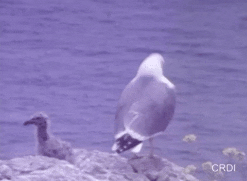 Seagull GIF by CRDI. Ajuntament de Girona - Find & Share on GIPHY