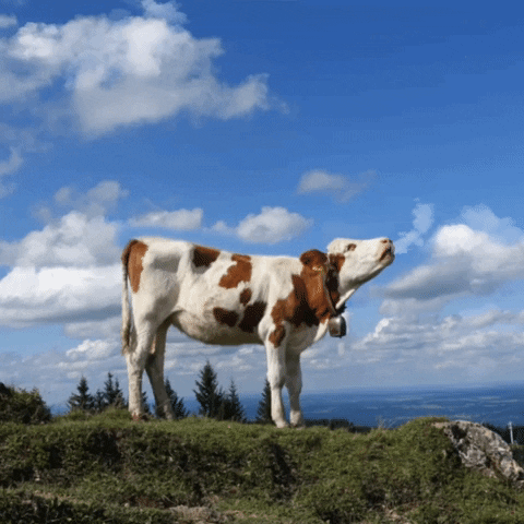 Clouds Cow GIF - Find & Share on GIPHY